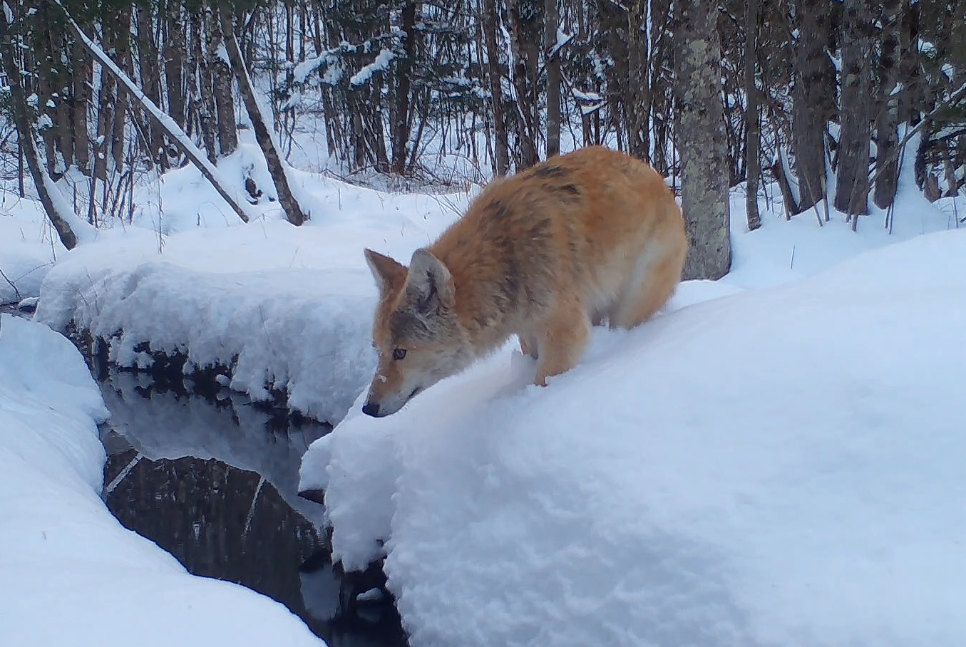 Voices of Wildlife in New Hampshire (VOW) – Working to protect the wild ...