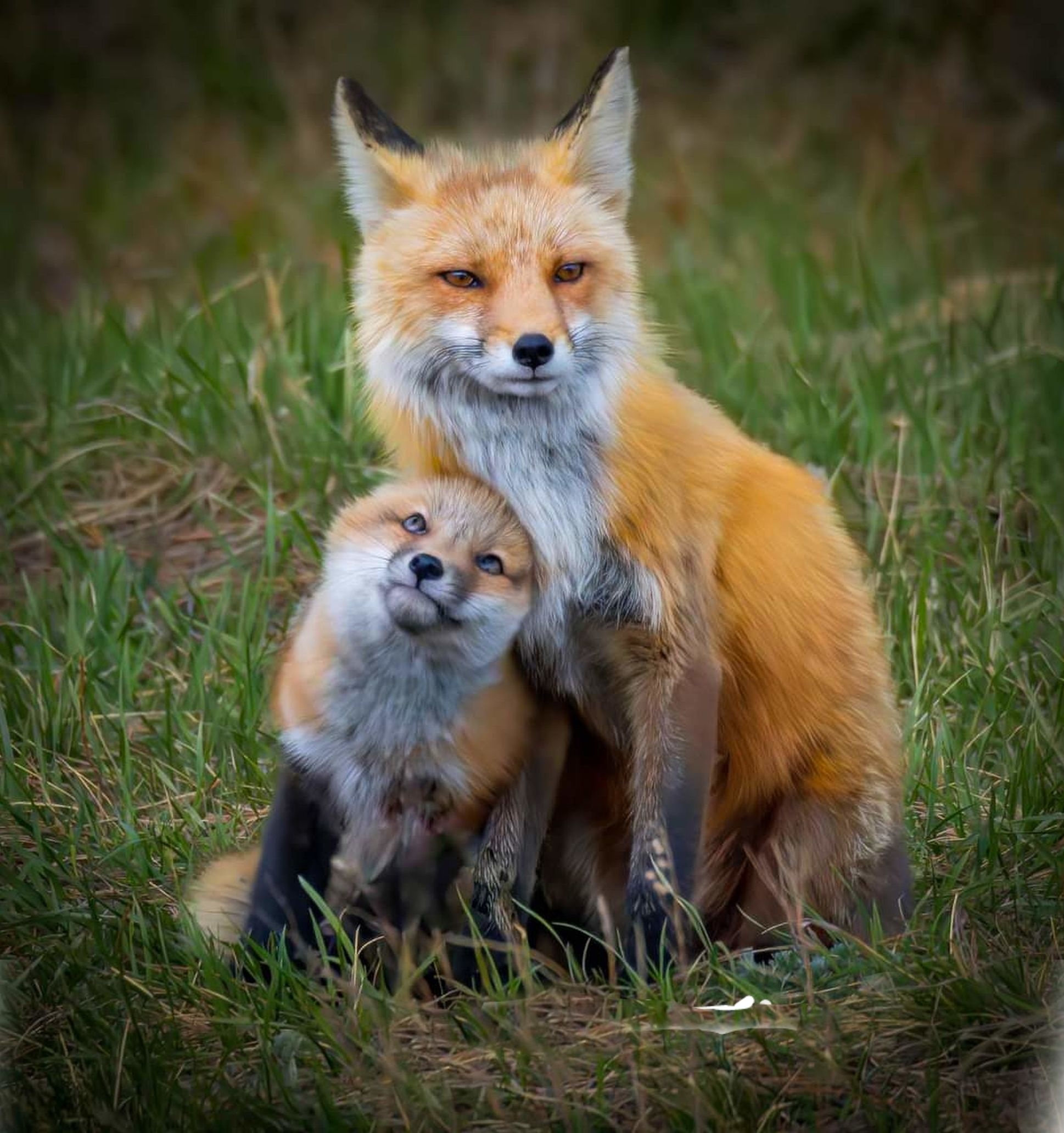 Voices of Wildlife in New Hampshire (VOW) – Working to protect the wild ...